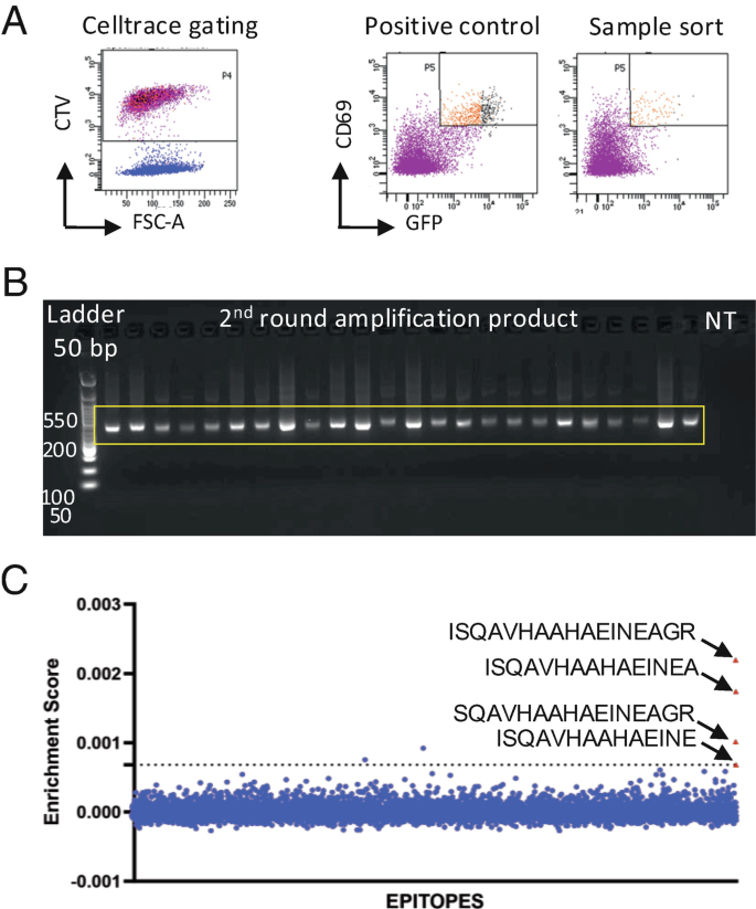 T Cell Antigen Discovery Using Cell-Based Epitope Libraries | SpringerLink