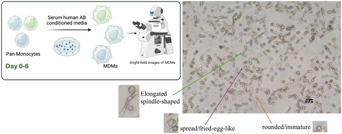 Macrophage Cell Culture and Characterization by Serum Human AB in ...