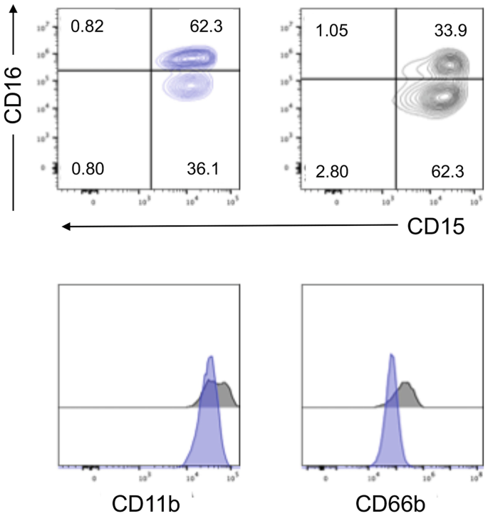 Comprehensive Assessment of Neutrophil Function in Autoimmune Diseases ...