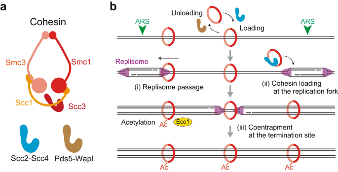 A Biochemical Assay to Monitor the Encounter Between Cohesin and DNA ...