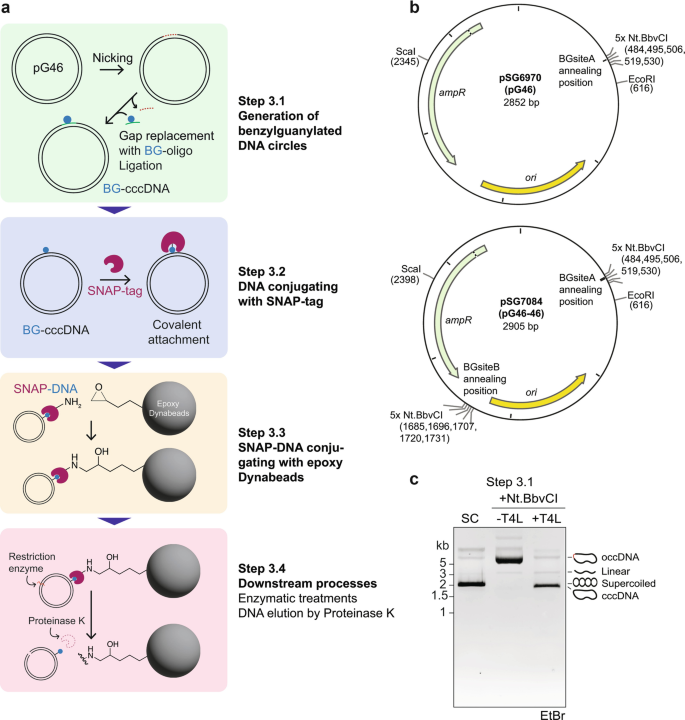 DNA Bioconjugation with Polymer Beads Using SNAP-tag® Technology ...