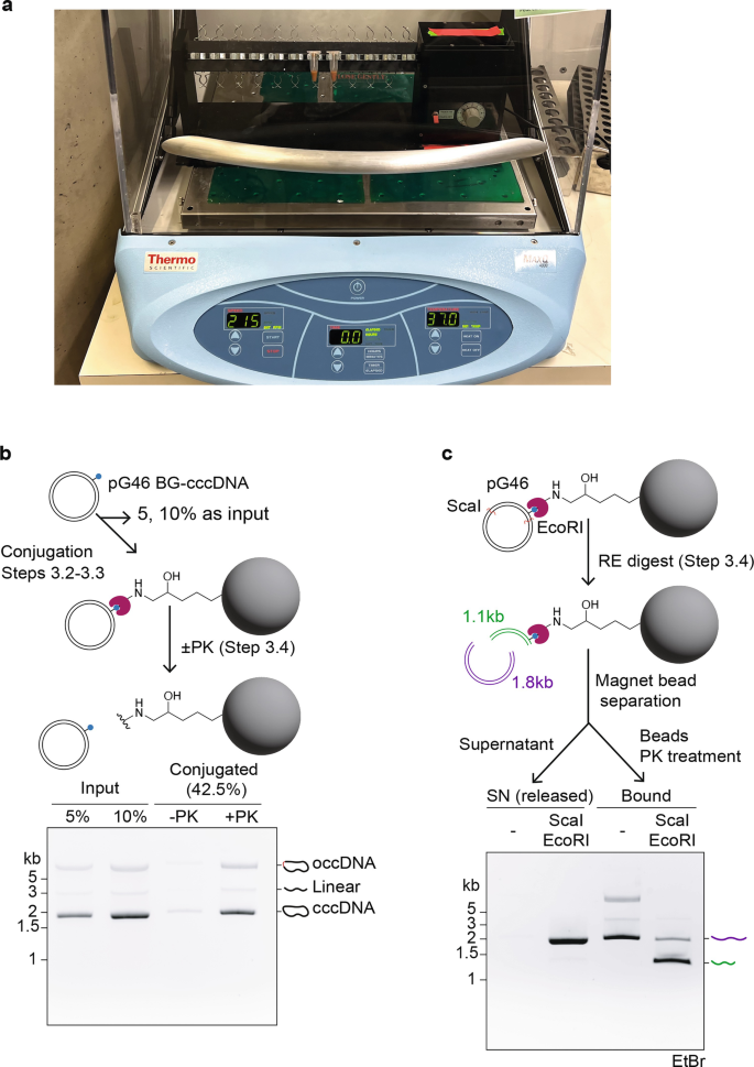 DNA Bioconjugation with Polymer Beads Using SNAP-tag® Technology ...