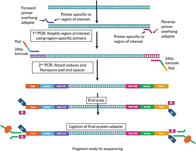 16S rRNA Library Preparation and Sequencing | SpringerLink