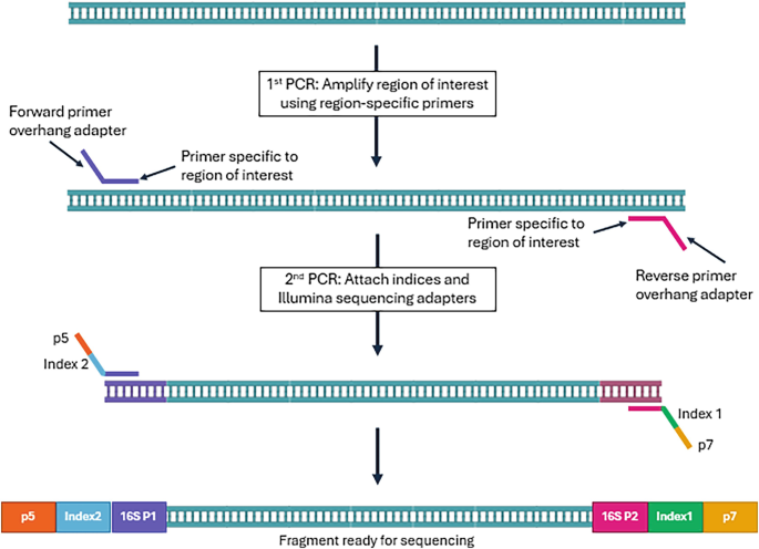 16S rRNA Library Preparation and Sequencing | SpringerLink