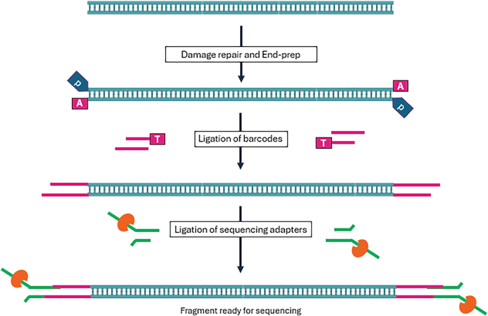 Long-Read Metagenomic Sequencing | Springer Nature Link