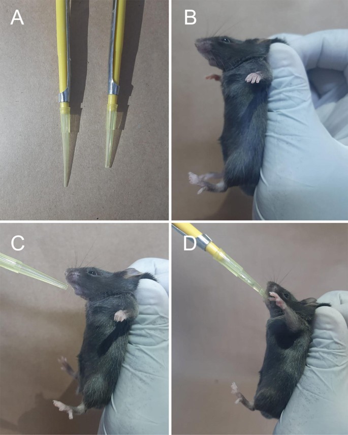 Murine Models of Experimental Periodontal Disease | Springer Nature ...