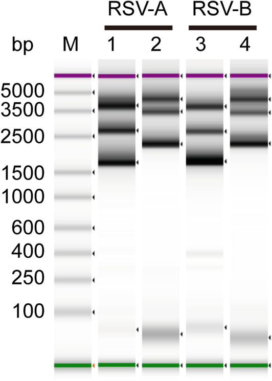 Sequencing RSV Whole Genome Using a Long Amplicon-Based Method with ...