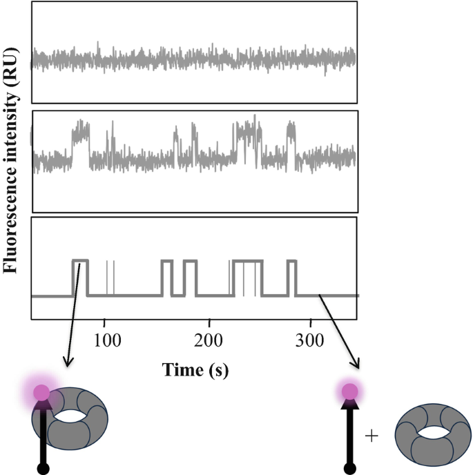 Analysis of Protein–RNA Interactions by Protein-Induced Fluorescence ...