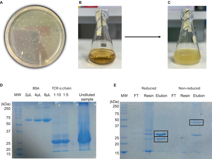 Method for Producing Recombinant Soluble T-Cell Receptors | Springer ...