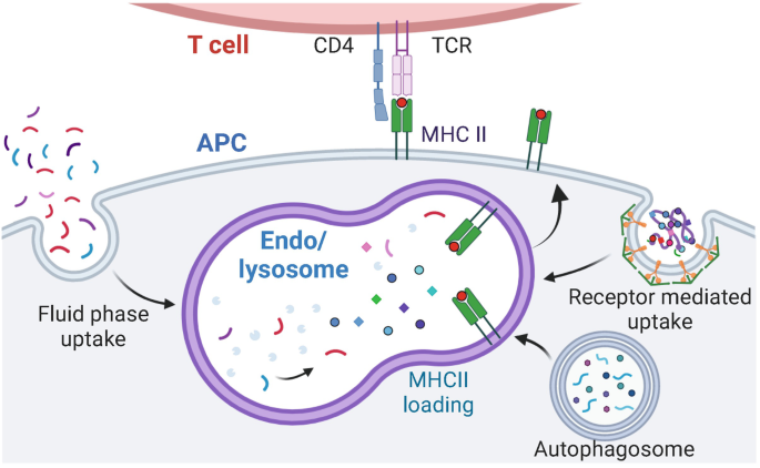 T Cell Assay to Track Presentation of an Influenza Hemagglutinin ...