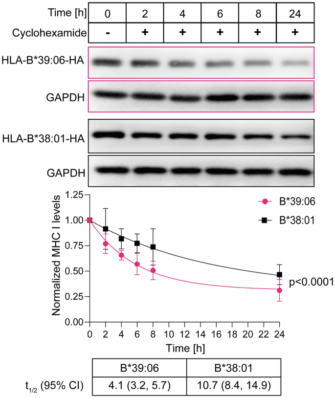 Determining the Half-Life of MHC Class I Molecules by Blocking Protein ...