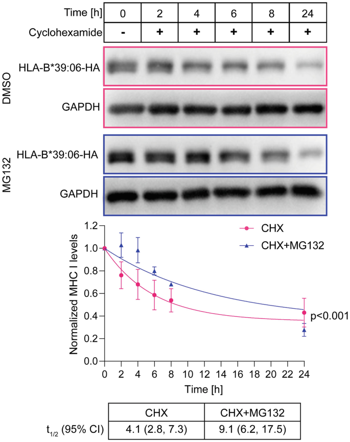 Determining the Half-Life of MHC Class I Molecules by Blocking Protein ...