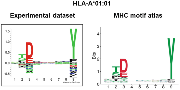Methods for Isolating and Analyzing the HLA Class I Immunopeptidome ...