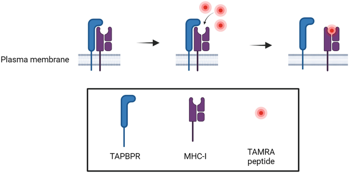 Utilizing TAPBPR for Peptide Loading, Dissociation, and Exchange on ...