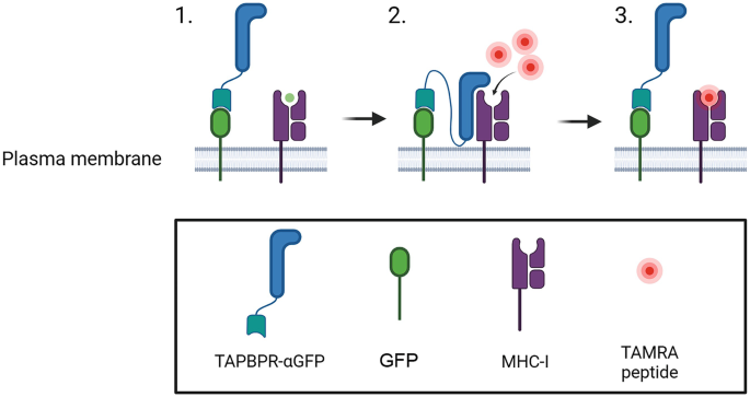 Utilizing TAPBPR for Peptide Loading, Dissociation, and Exchange on ...