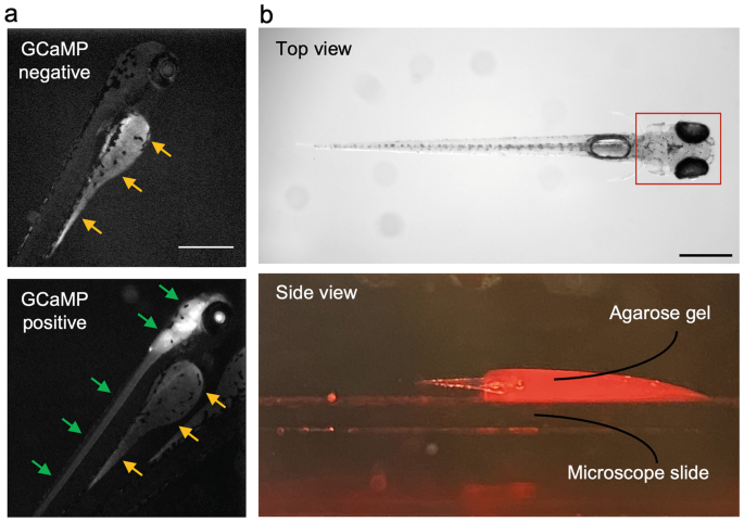 High Spatiotemporal Resolution Functional Imaging of the Entire Larval ...