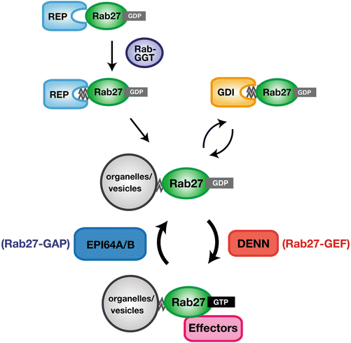 Rab27 | SpringerLink
