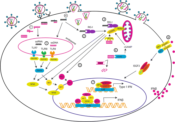Cell-Intrinsic Immunity | SpringerLink