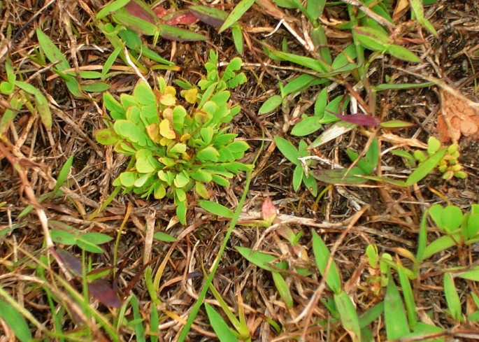 Biophytum umbraculum Welw. Oxalidaceae | Springer Nature Link