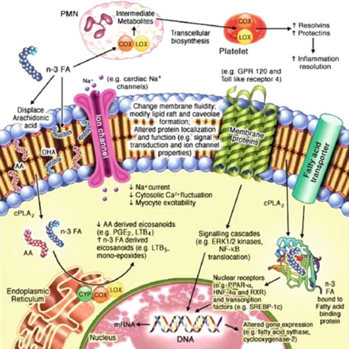Omega-3 Fatty Acids (Prong-1) | SpringerLink