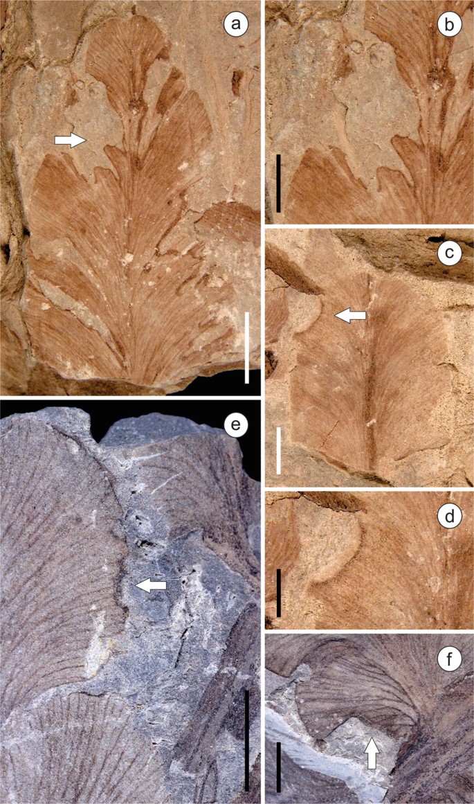 Evidence of Arthropod–Plant Interactions Through the Permian in Brazil ...