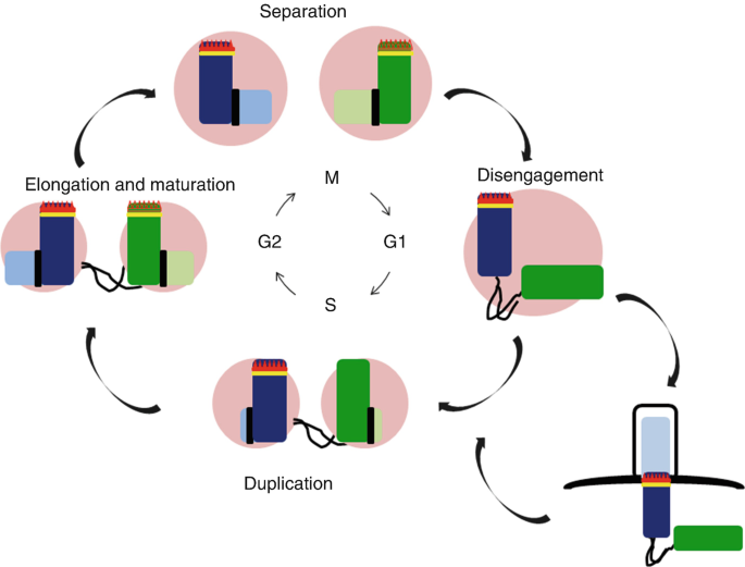 Centrosome Amplification and Tumorigenesis: Cause or Effect? | SpringerLink