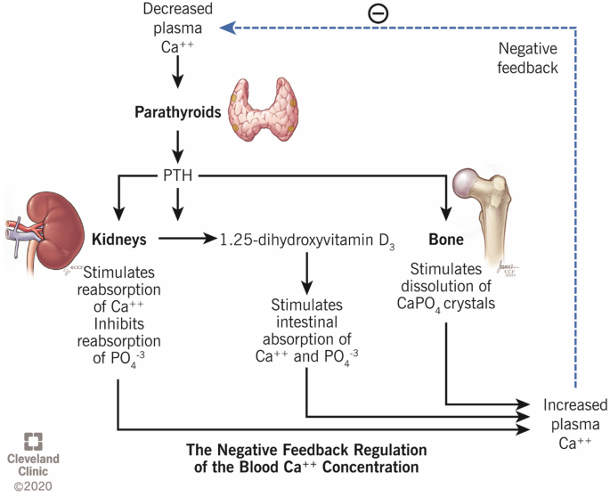 Calcium and Phosphorus | SpringerLink
