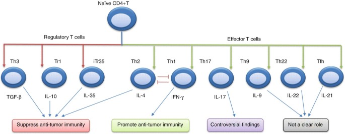 The Roles of CD4+ T-Cells in Tumor Immunity | SpringerLink