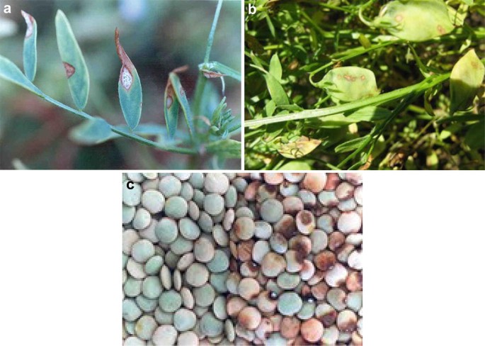 Diseases of Lentil | Springer Nature Link
