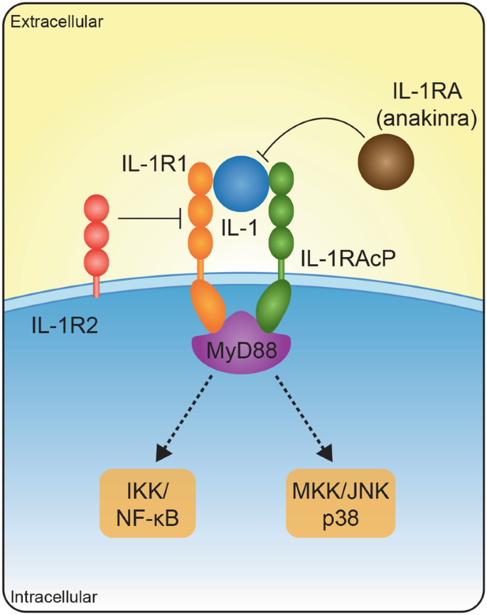IL-1 Signaling in Tumor Microenvironment | SpringerLink