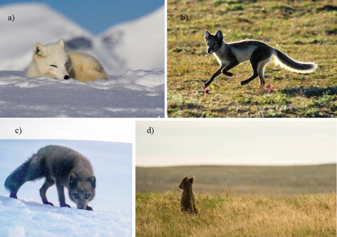 What Color Are Arctic Foxes In The Summer
