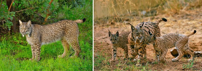 Iberian Lynx Lynx pardinus (Temminck, 1827) | Springer Nature Link