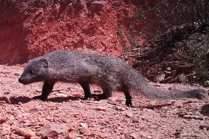 Egyptian Mongoose Herpestes ichneumon (Linnaeus, 1758) | SpringerLink