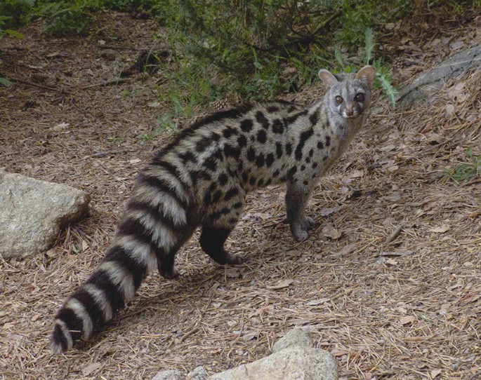 Common Genet Genetta genetta (Linnaeus, 1758) | SpringerLink