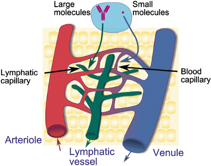 Subcutaneous Drug Delivery | SpringerLink