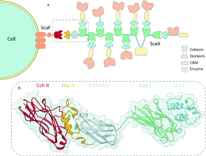 Cellulosomes: Highly Efficient Cellulolytic Complexes | SpringerLink