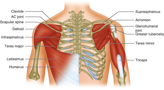 Shoulder | SpringerLink