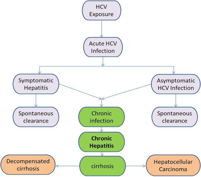 Hepatitis C Virus (HCV) and the Role of Phytochemicals in the Antiviral ...