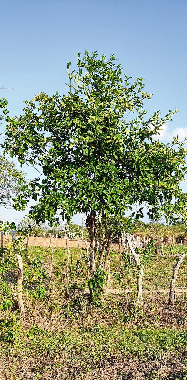 Tocoyena formosa (Cham. and Schltdl.) K. Schum Rubiaceae | SpringerLink