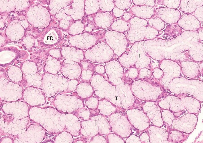 Parotid Histology