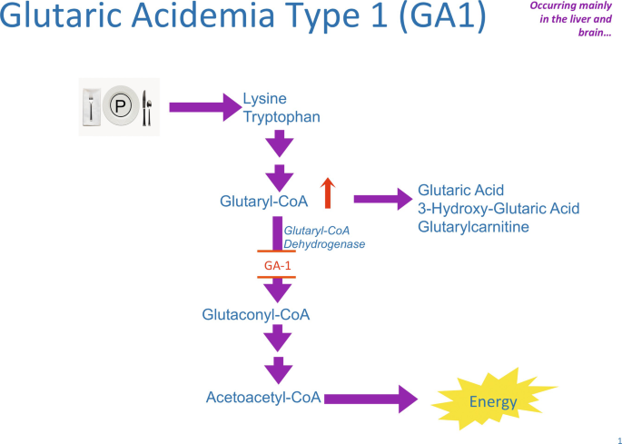 Nutrition Management of Glutaric Acidemia Type 1 | SpringerLink