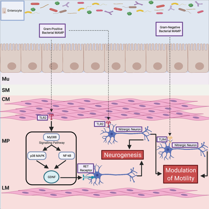 New Concepts of the Interplay Between the Gut Microbiota and the ...