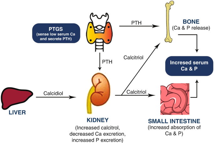Physiology Of The Parathyroid Glands Springerlink