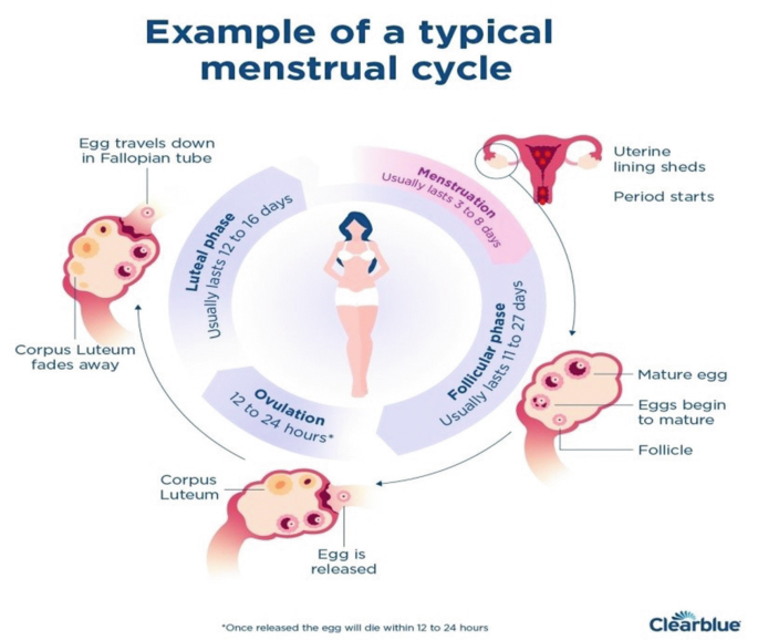 Menstruation | SpringerLink