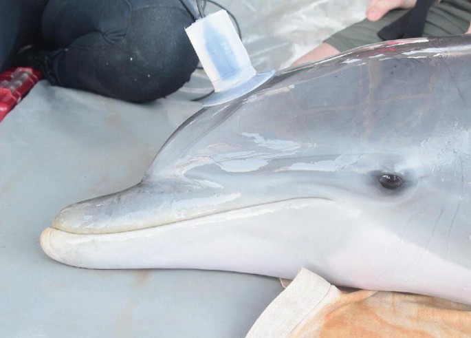 Automatic Deep-Learning-Based Classification of Bottlenose Dolphin ...