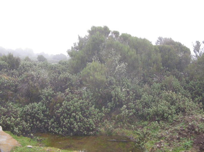 Erica arborea L.Erica ciliaris L.Erica cinerea L.Erica manipuliflora ...