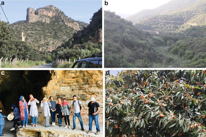 Eriobotrya japonica (Thunb.) Lindl. Rosaceae | SpringerLink