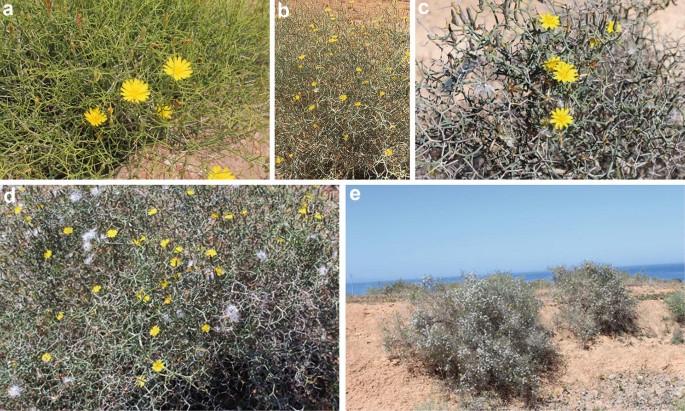 Launaea arborescens (Batt.) Murb.Launaea fragilis (Asso) Pau.Launaea ...
