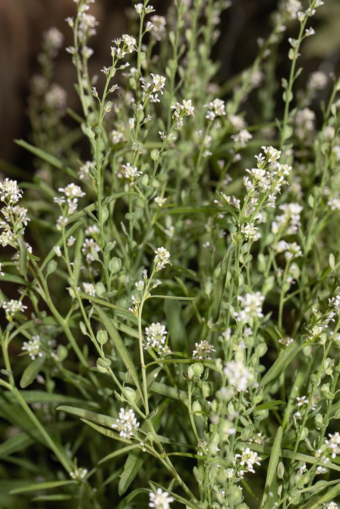 Lepidium draba L.Lepidium sativum L. Brassicaceae | SpringerLink