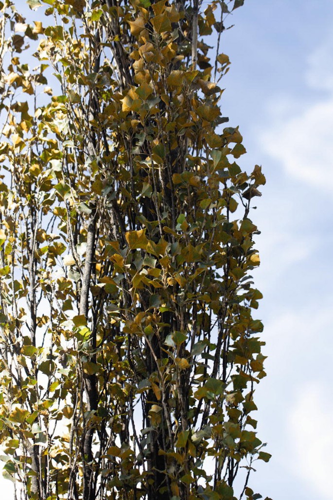 Populus alba L.Populus euphratica OlivierPopulus nigra L. Salicaceae ...